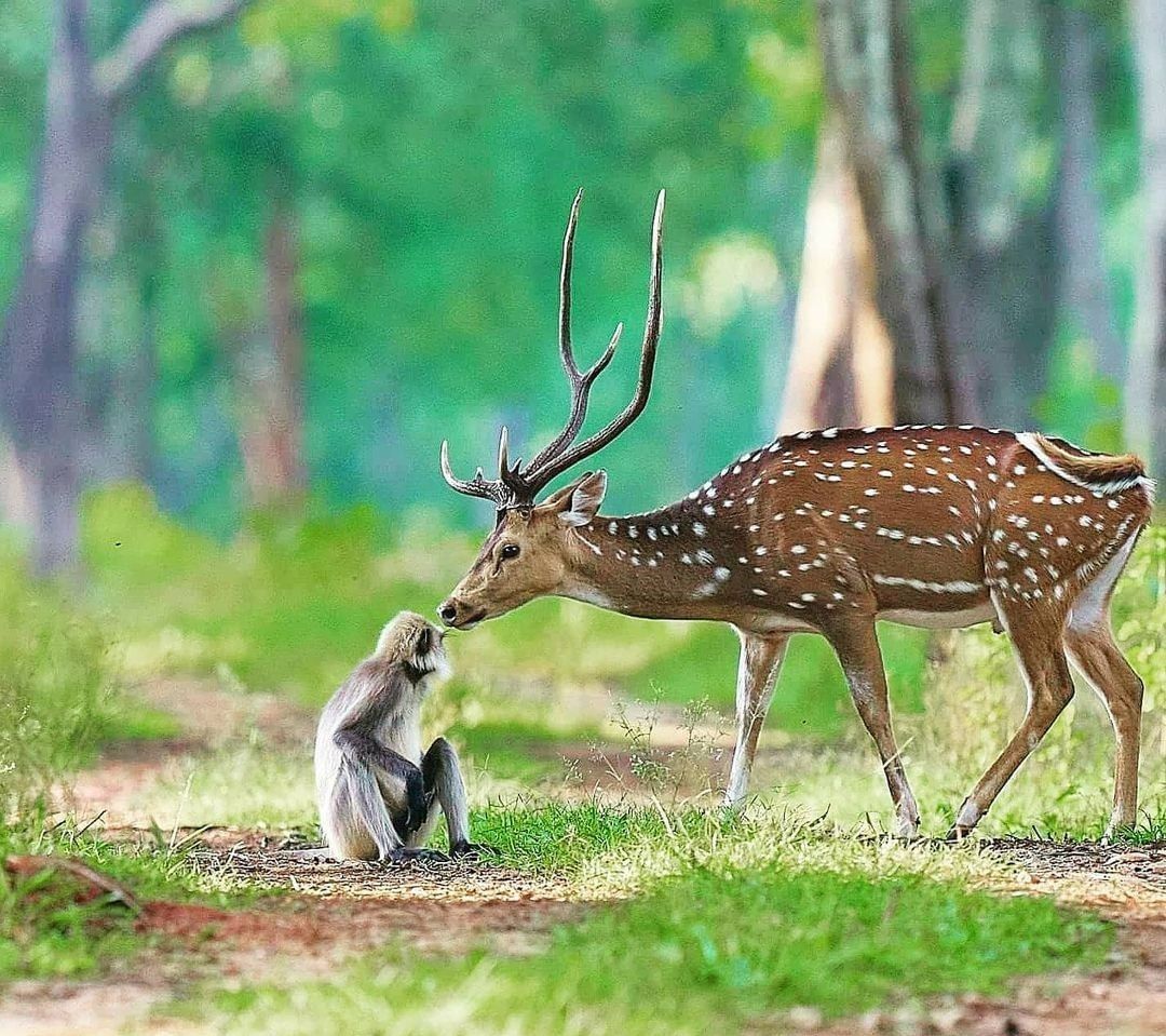 Wildlife sanctuary tours in India promising an adventurous journey