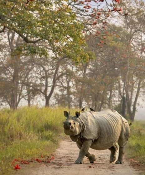 Wildlife sanctuary tours in India promising an adventurous journey
