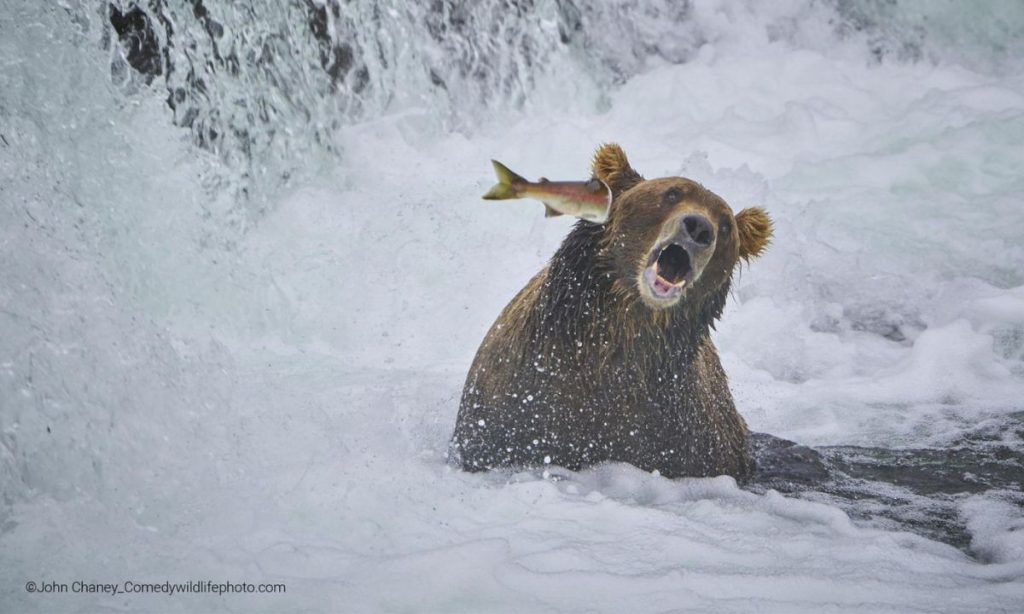 Comedy Wildlife Photography Awards 2022: Check out the hilarious snaps