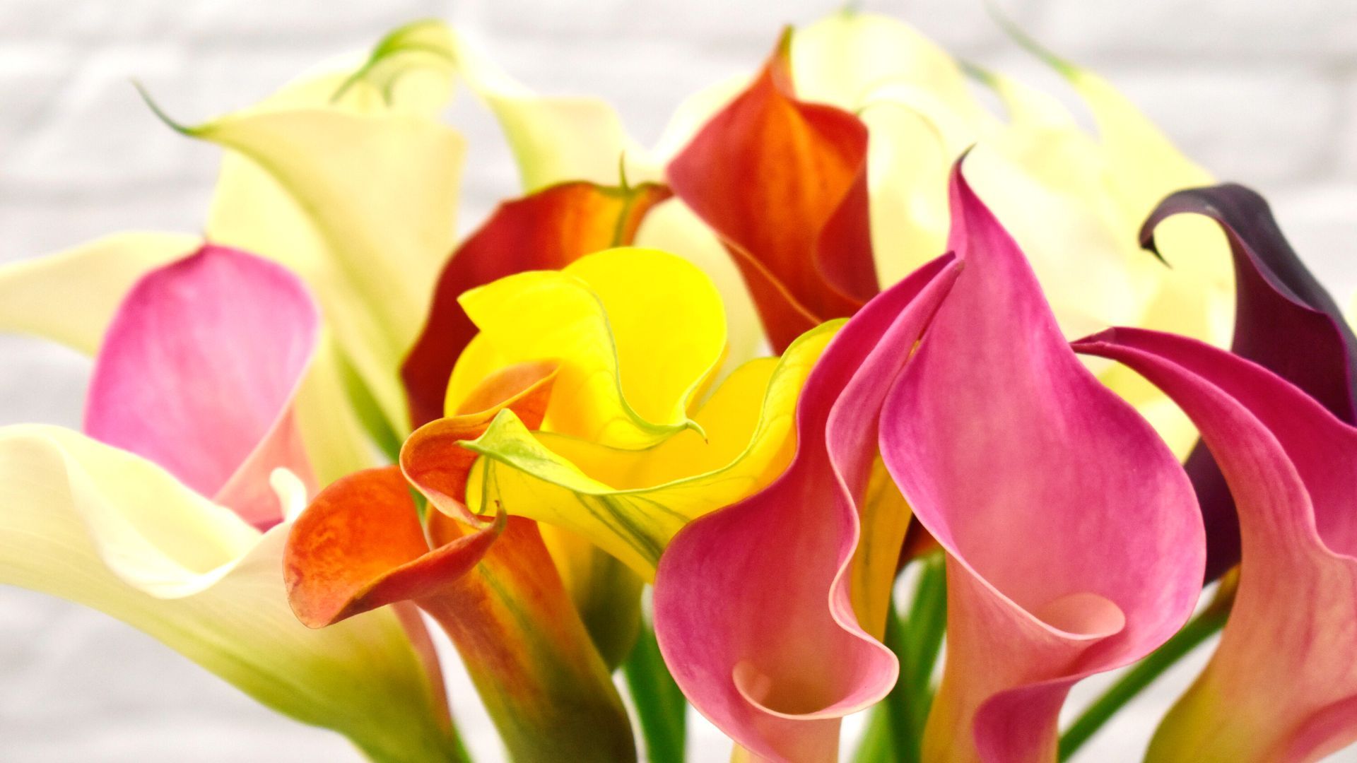 Unique flowers apart from roses that make for a unique Valentine's Day gift