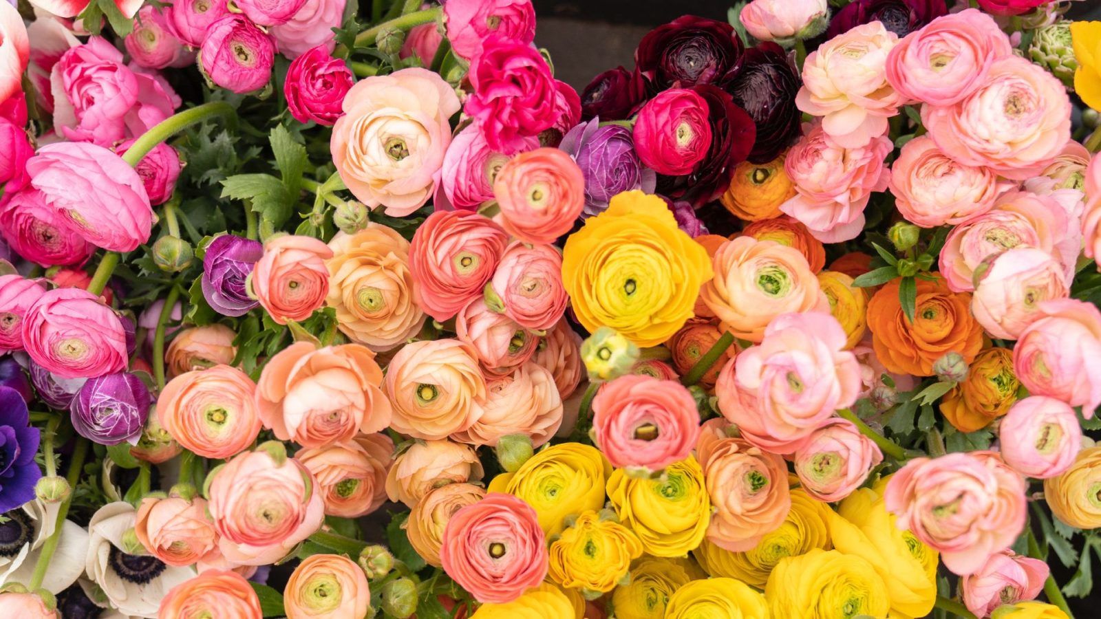 Unique flowers apart from roses that make for a unique Valentine's Day gift