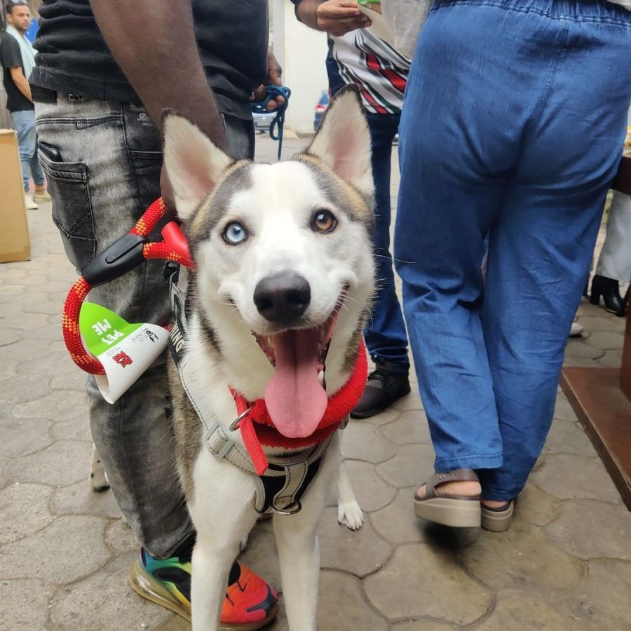 Pet Fed festival 2023: Date, venue, timings, ticket price, and more