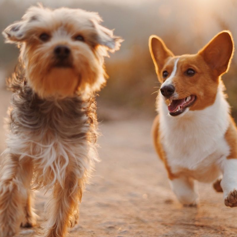 These are the smartest dog breeds in the world