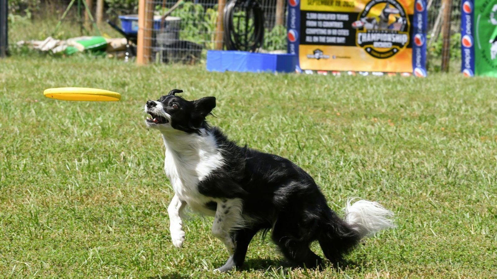 These are the smartest dog breeds in the world