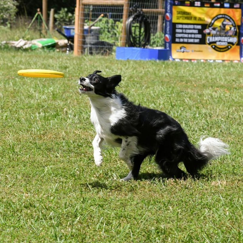 These are the smartest dog breeds in the world