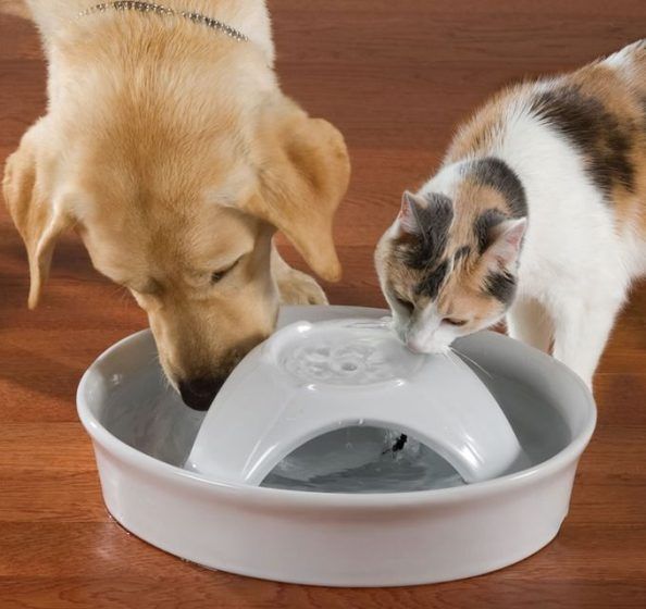 All the pet care tips you need to know!