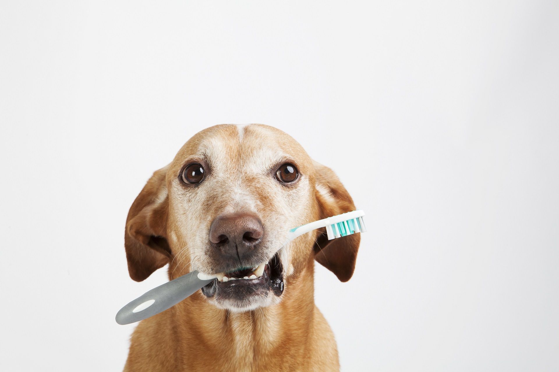All the pet care tips you need to know!