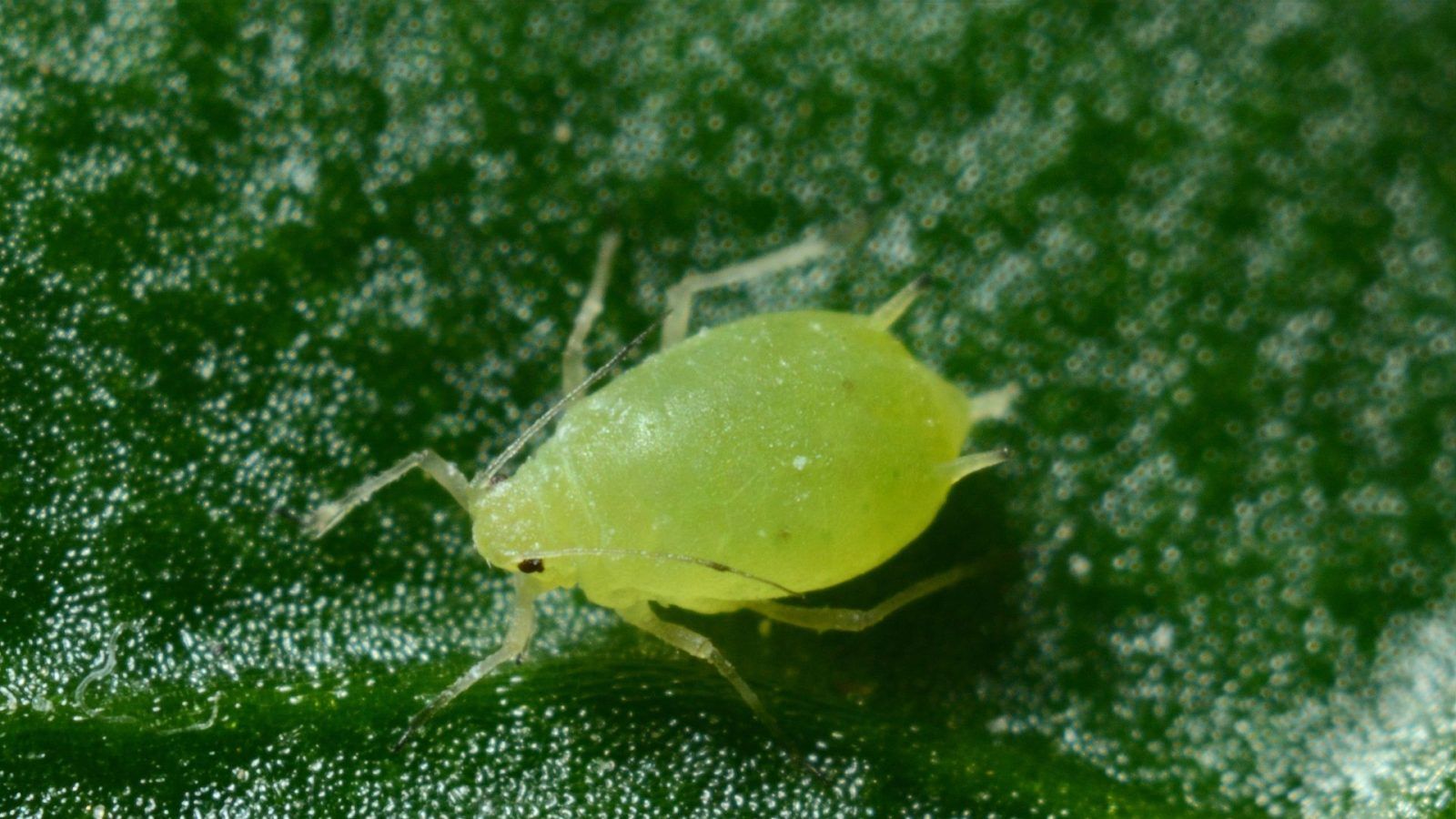 A guide on how to grow and care for spider plants