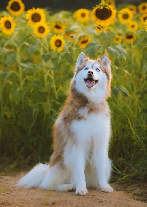 Best dog breeds for all the zodiac signs