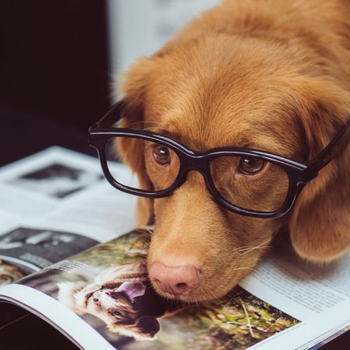 Best dog movies to watch according to IMDb ratings | Lifestyle Asia India