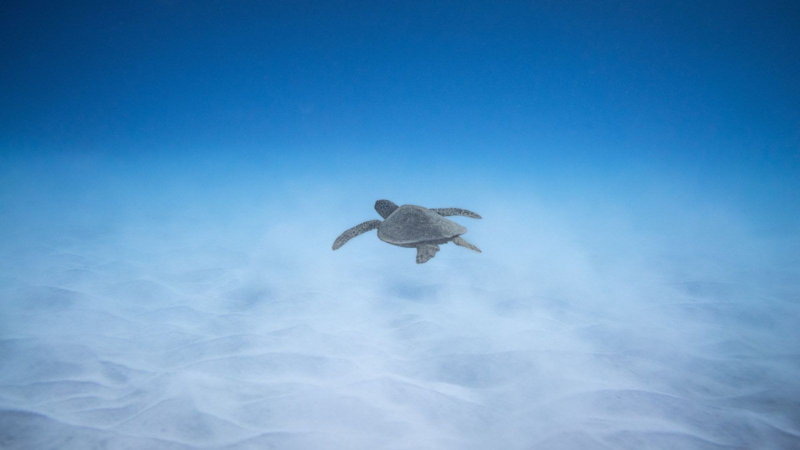 Lucky and unlucky colour for Gemini zodiac | Lifestyle Asia India