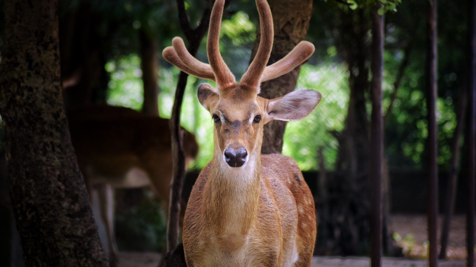Stock market animal symbols that describe every type of investor