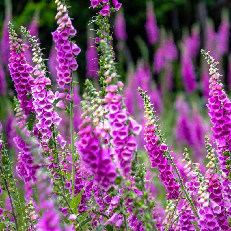 BTS ARMY can now shop exclusive merchandise at BT21 store in Mumbai