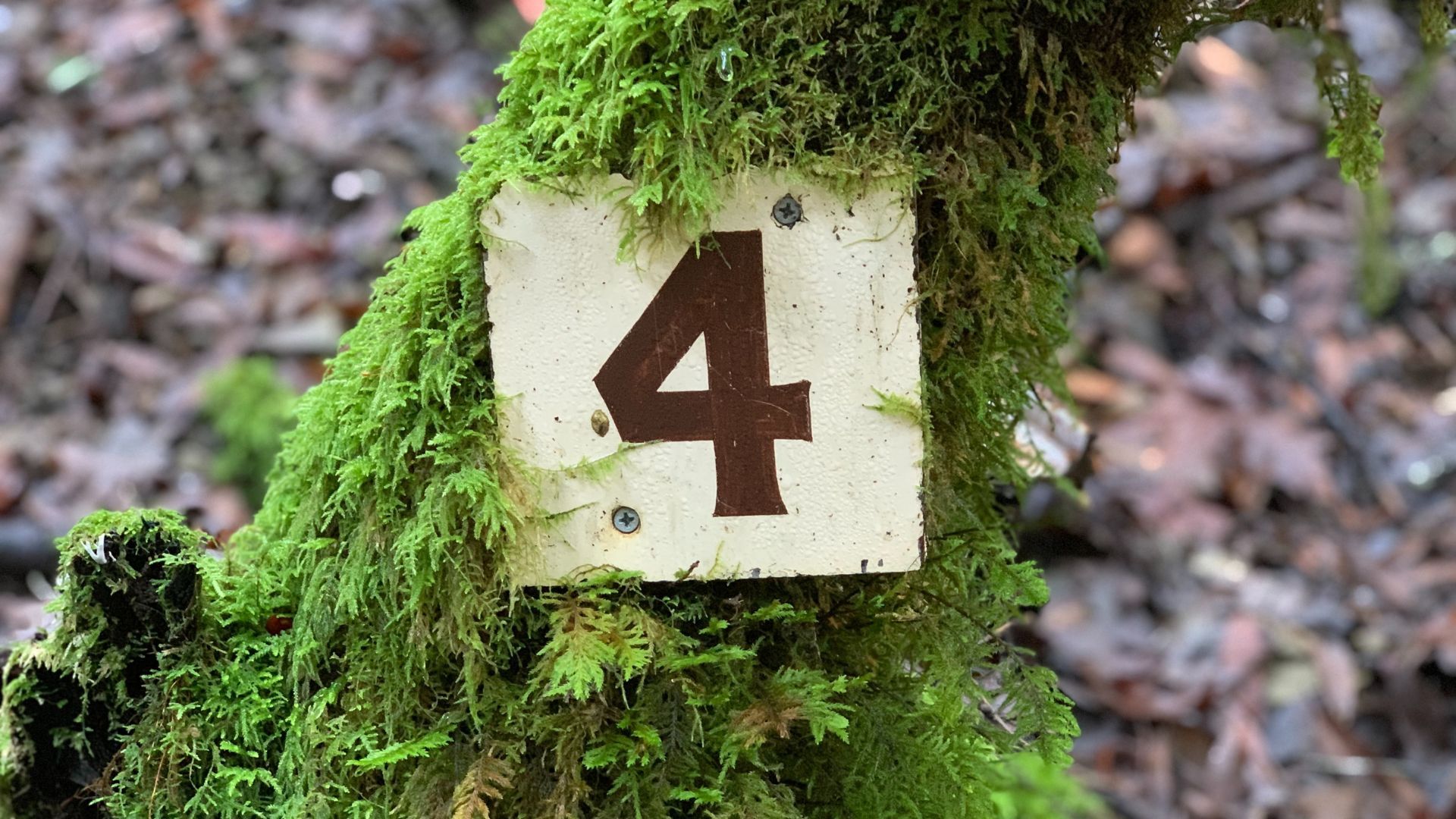 Check out your lucky car number according to numerology