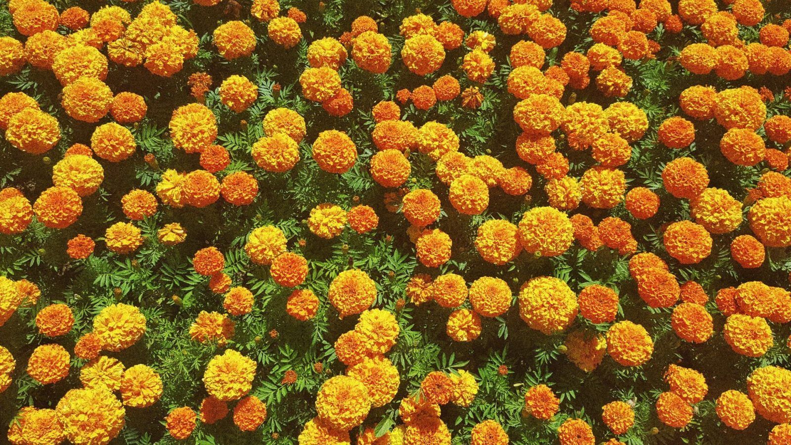 Kattakkada is witnessing an influx of travellers due to Marigold blooms