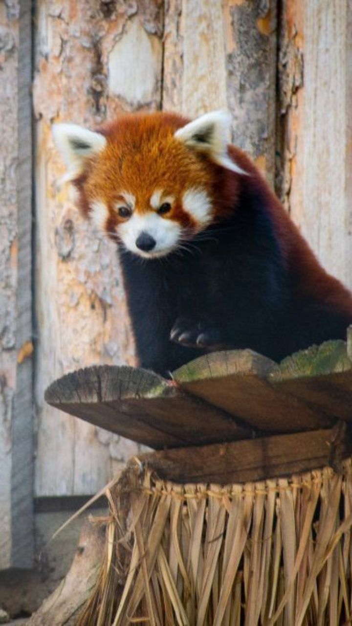 Red panda zodiac sign 60 photos - Youhoroscope.com