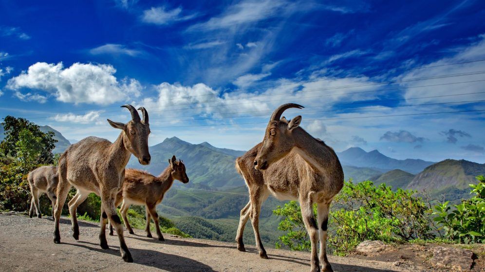 National parks in South India you must explore for safaris and more