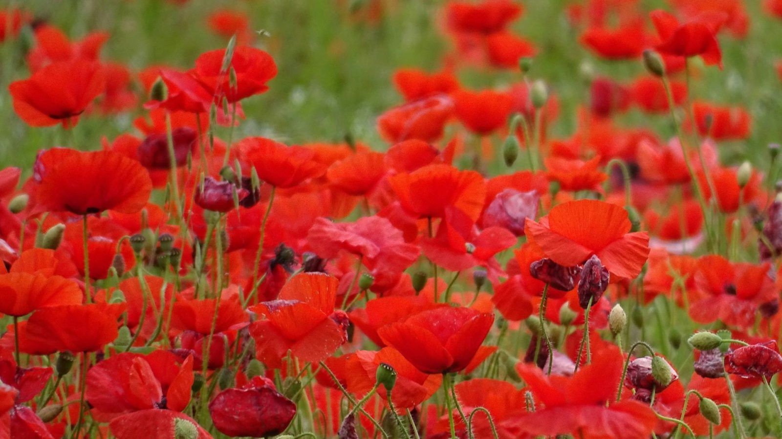 Lucky colours for Aries and the colours they should avoid