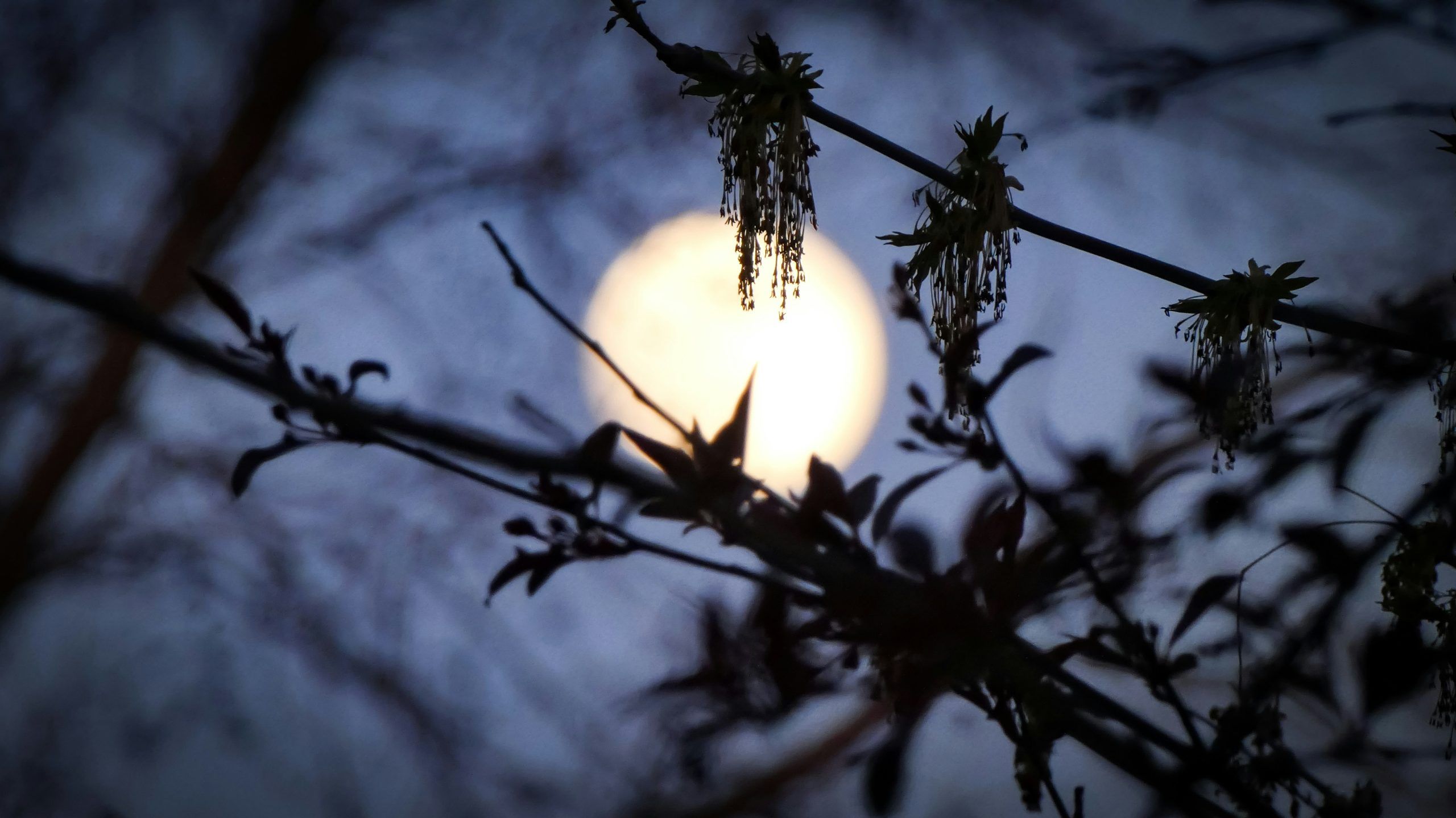 March full moon 2024: Meaning & the Worm Moon's effect on your zodiac