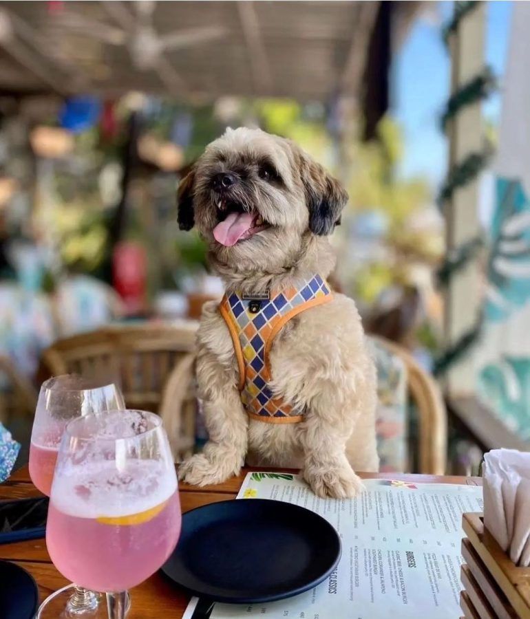 A guide to the purrfect pet-friendly vacation in Goa