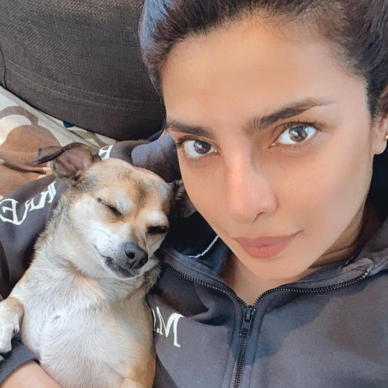 Bollywood celebrities pets: A look at the exquisite life of these furry ...