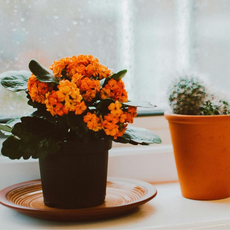 Best indoor flower plants for home to spruce up your space