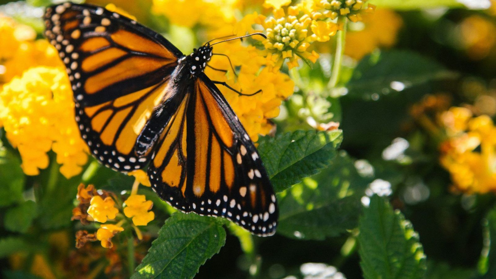 Find out the lucky colour for Tuesday according to your zodiac sign