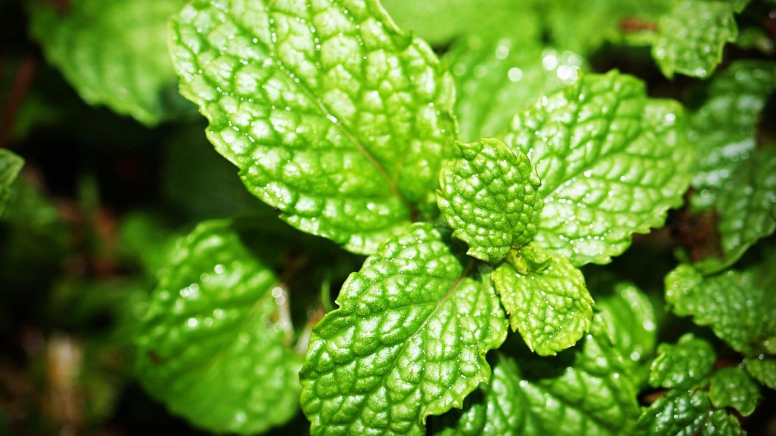 Peppermint oil: The ultimate remedy for hair, skin and health