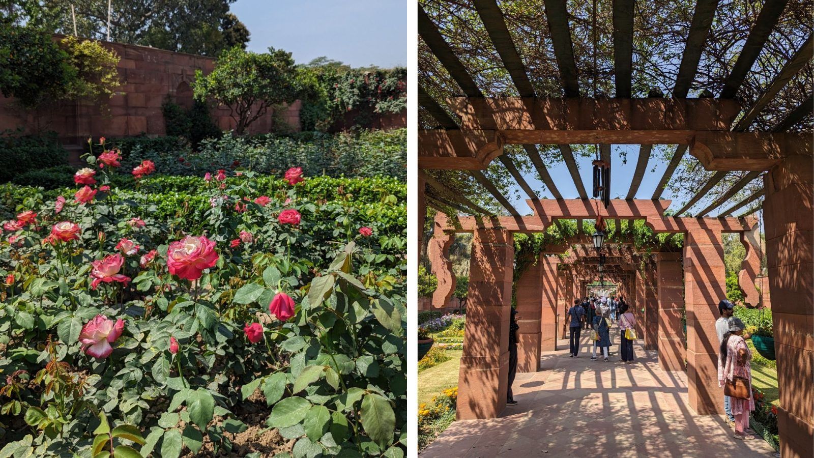 Flower exhibition at Amrit Udyan of Rashtrapati Bhavan : Dates and timings