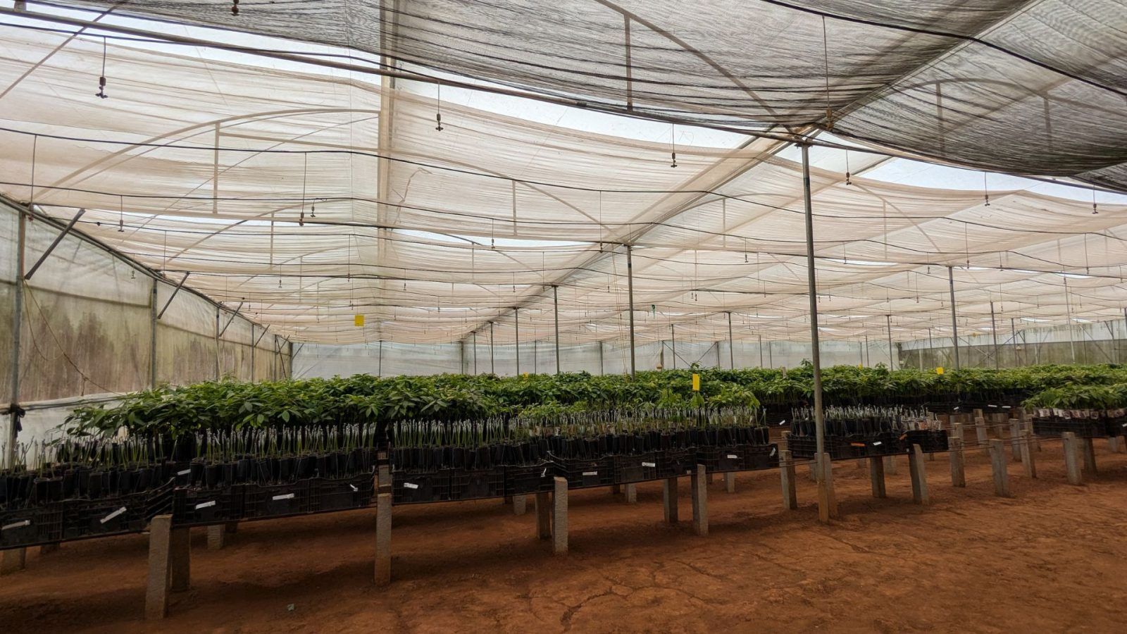 Beyond coffee and tea: A visit to avocado farm in Coorg