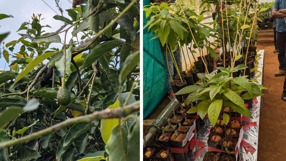Beyond coffee and tea: A visit to avocado farm in Coorg