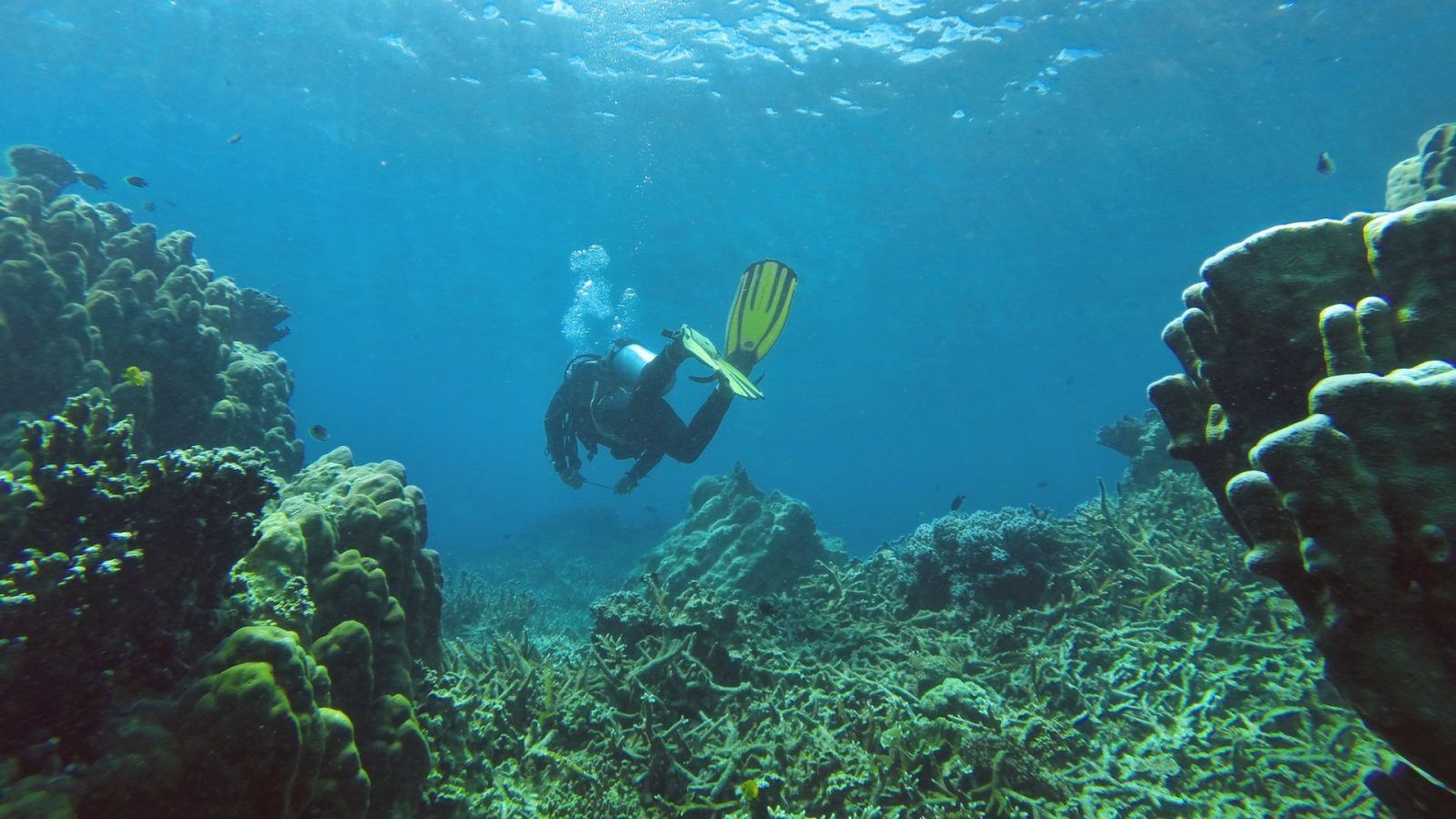 Top spots for scuba diving in Malaysia: Reefs, wrecks & more | LSA IND