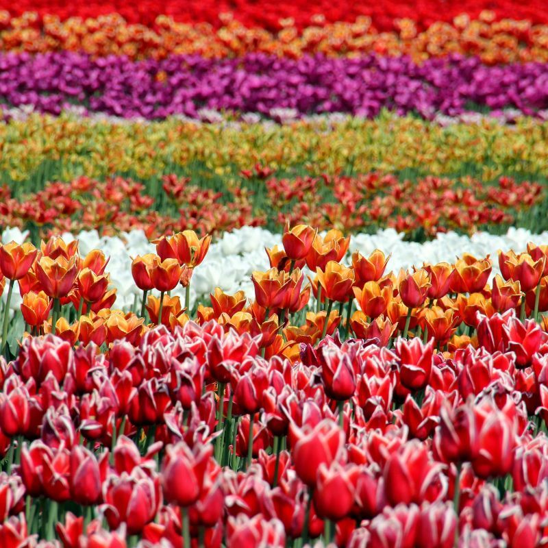 Lalbagh Flower Show 2025: Bangalore taps into its roots with patriotic spin