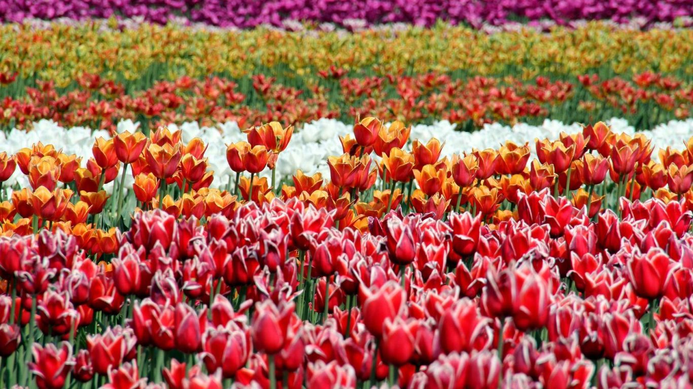 Lalbagh Flower Show 2025: Bangalore taps into its roots with patriotic spin