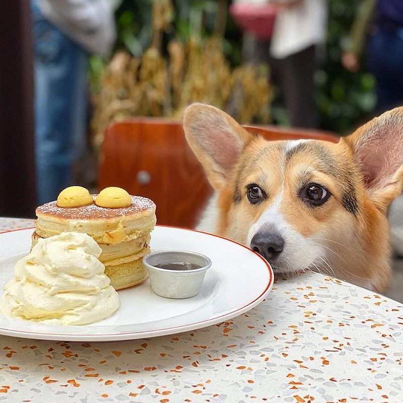 8 best pet-friendly cafes to visit in Hong Kong | LSA IND