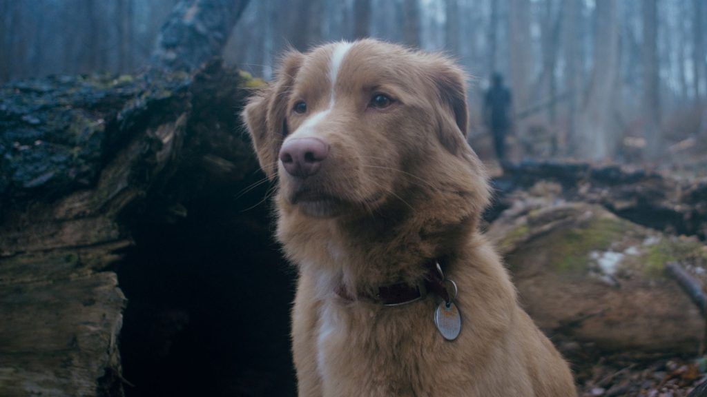 ‘Good Boy’ horror movie ending explained: Who really is that dark figure?