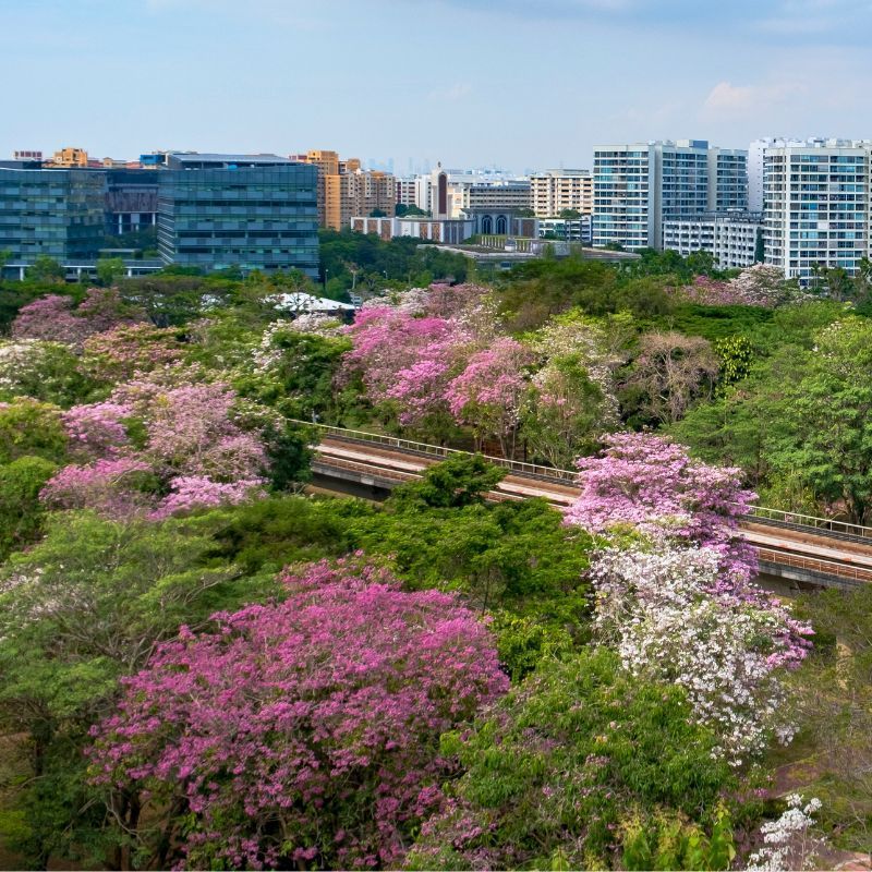 Cherry Blossom guide: Best time and places in Singapore | LSA IND