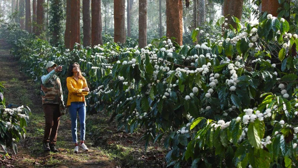 Coffee plantation resorts in Coorg for a relaxing getaway | LSA IND