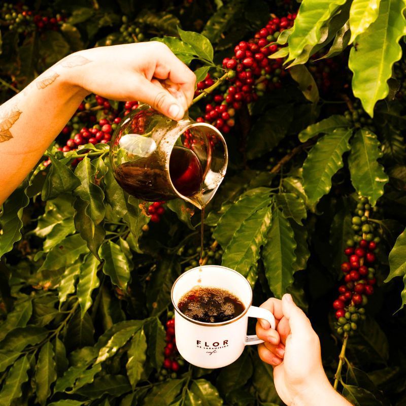 Coffee plantation resorts in Coorg for a relaxing getaway | LSA IND
