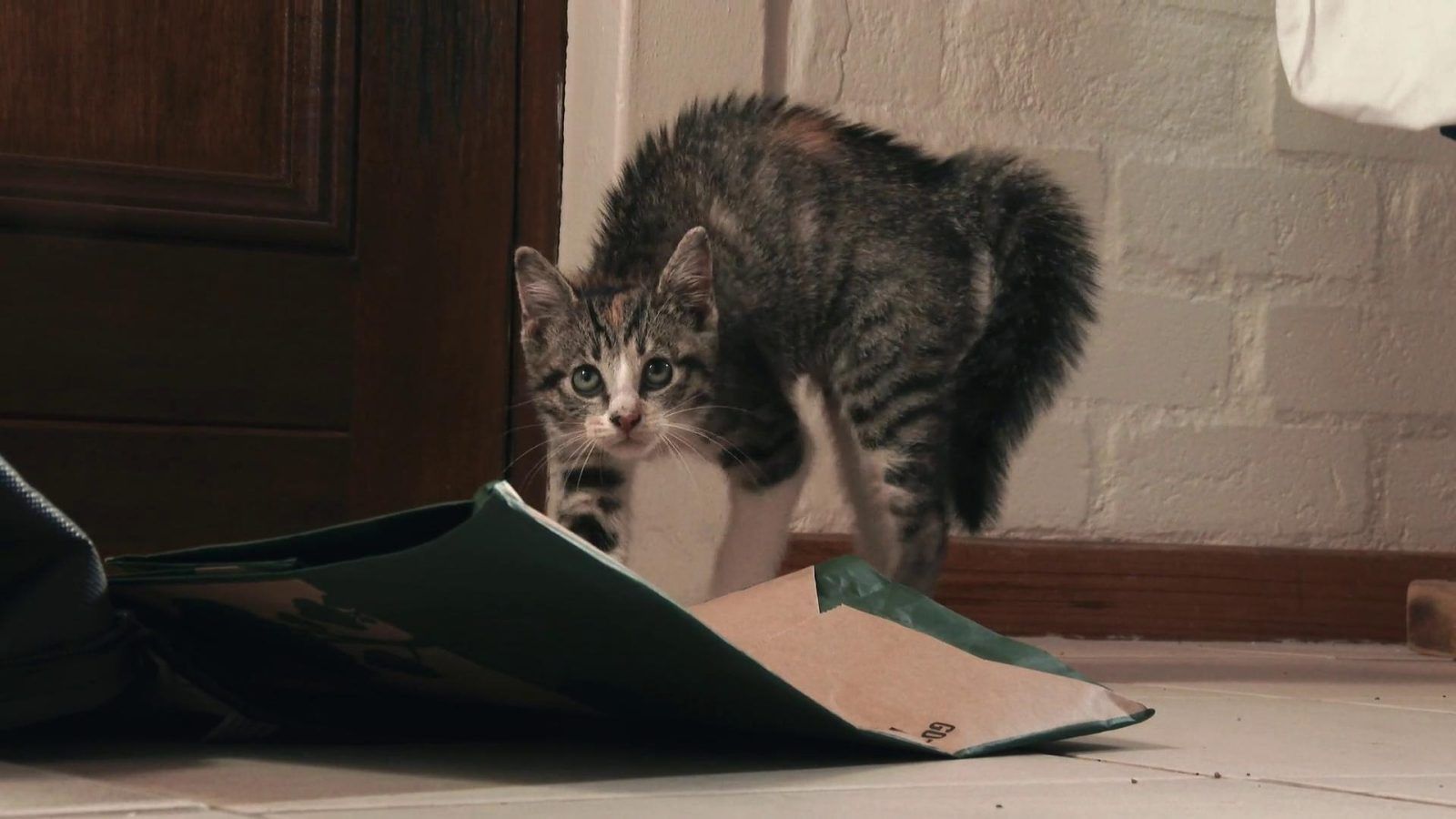 inside the mind of a cat สารคดีน่าดูสำหรับทาสแมวใน Netflix