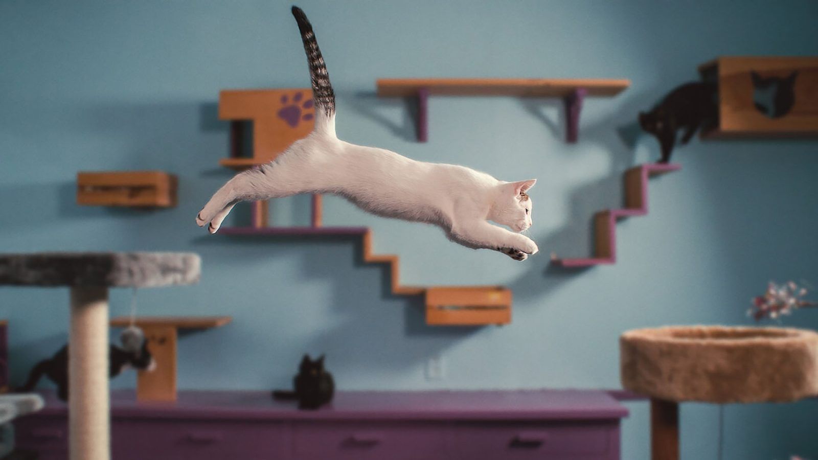 inside the mind of a cat สารคดีน่าดูสำหรับทาสแมวใน Netflix