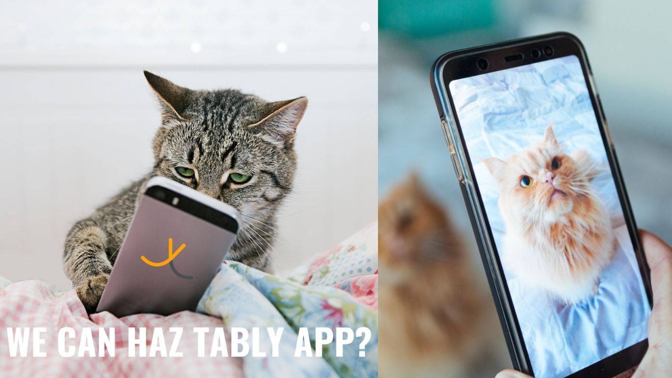 แอพ Tably AI สุดล้ำของทาสแมว สื่ออารมณ์ บอกความรู้สึก สุขภาพเจ้าเหมียว
