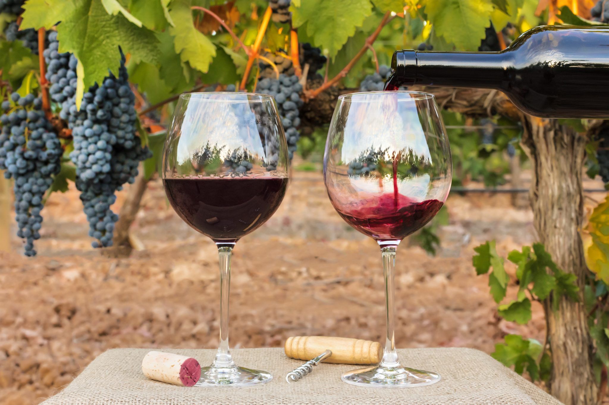 5 Wine Route การเดินทางแห่งรสชาติประวัติศาสตร์ ความเป็นเลิศของ ไวน์ฝรั่งเศส