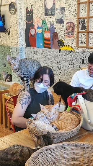 แจกพิกัด 8 คาเฟ่แมว สุดคิวท์ที่เหล่าทาสน่าไปกอดเจ้าเหมียวขนฟู ที่ไหนดี